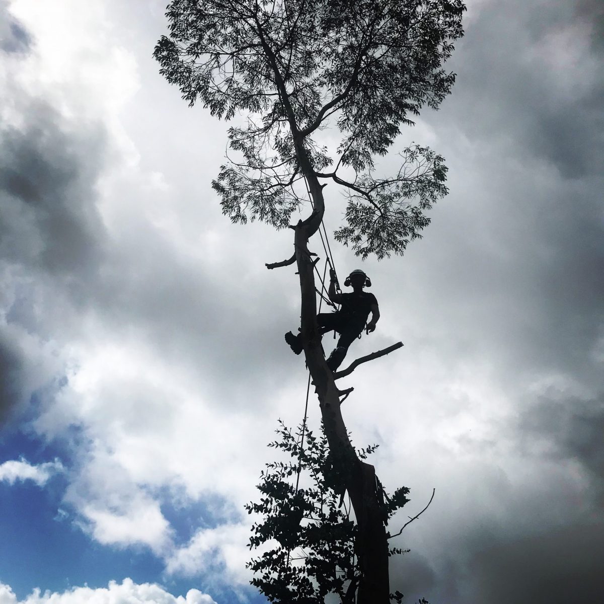 About Us - Treeworks Cornwall