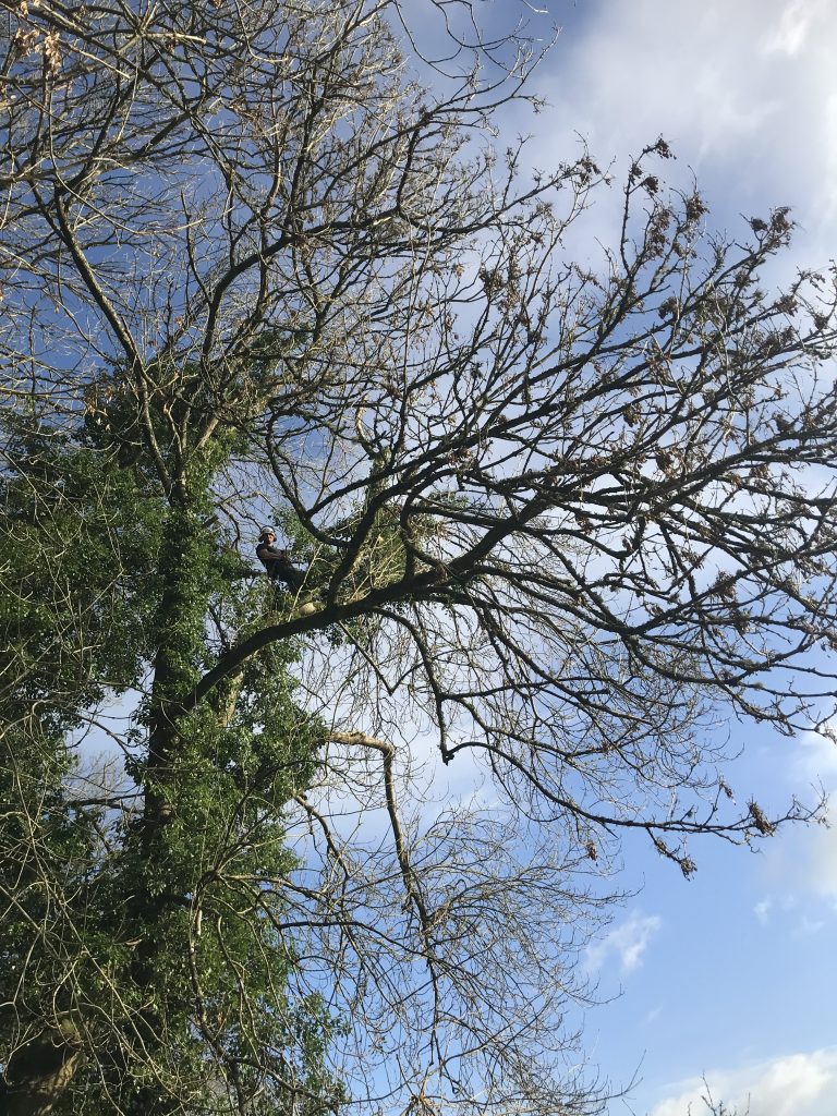 Tree Surgery - Treeworks Cornwall