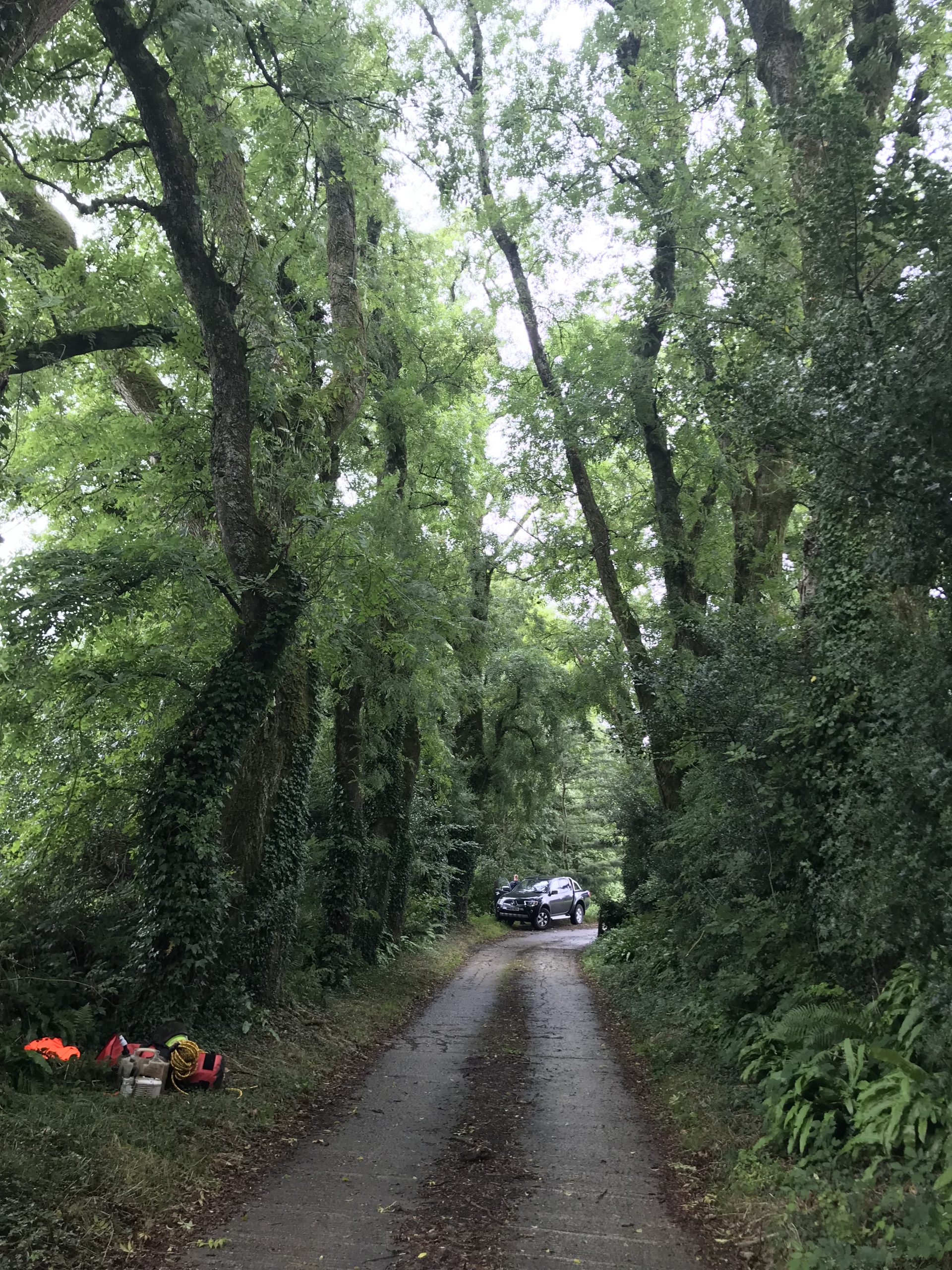 Tree Surgery - Treeworks Cornwall