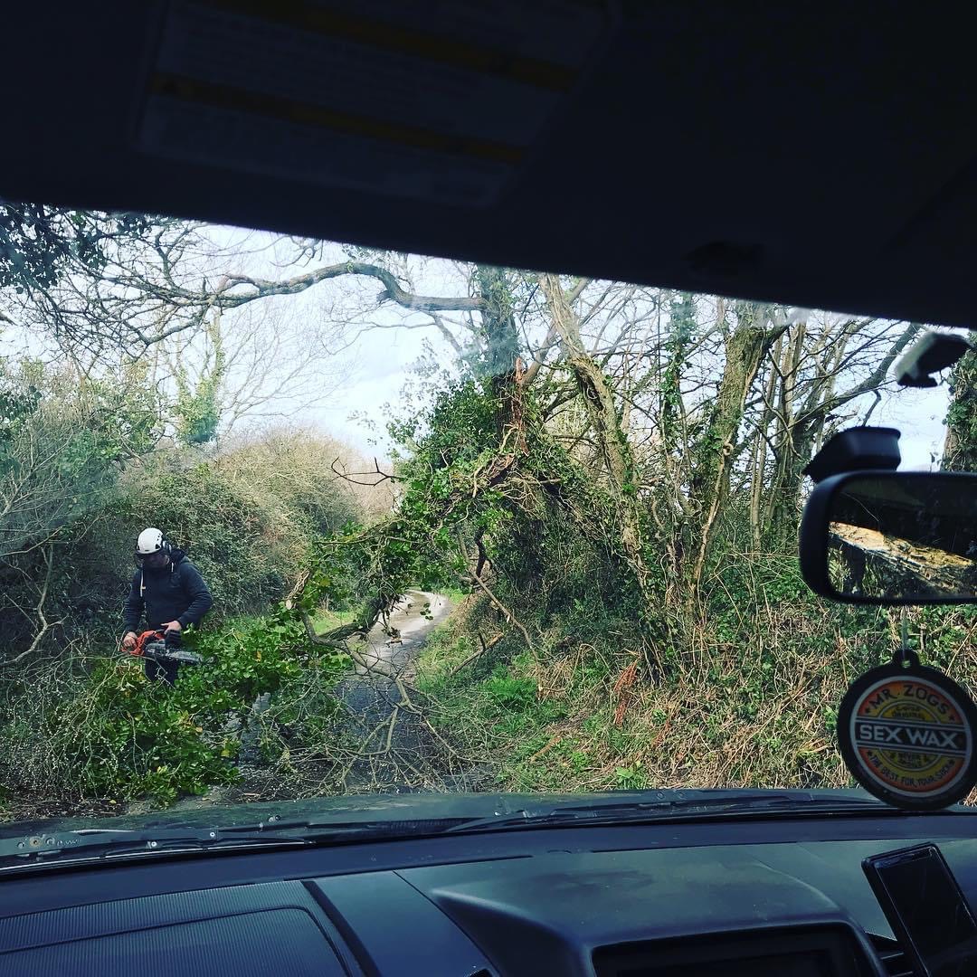 Tree Surgery - Treeworks Cornwall