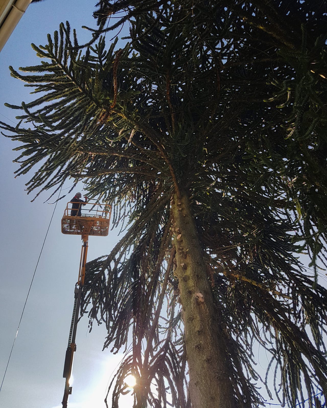 Tree Surgery - Treeworks Cornwall