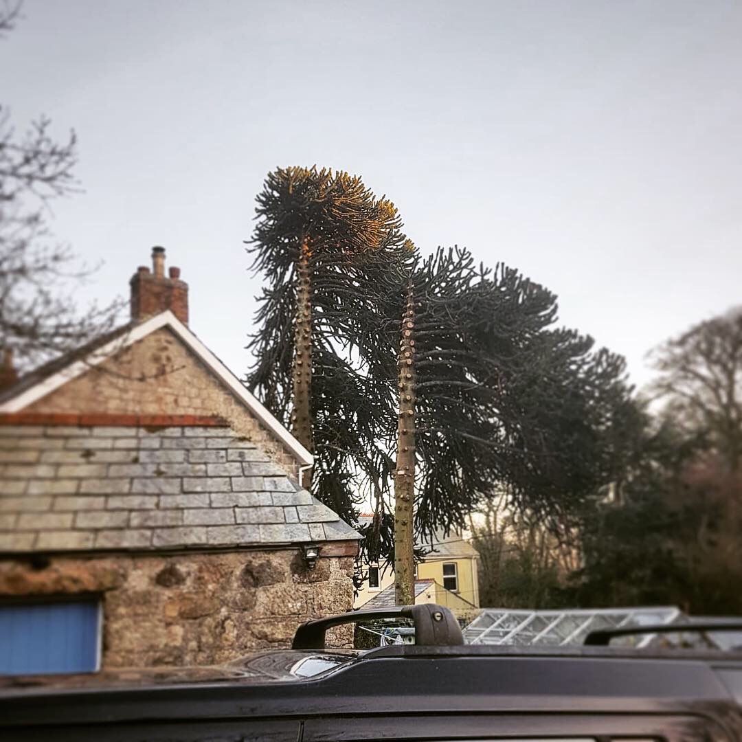 Tree Surgery - Treeworks Cornwall