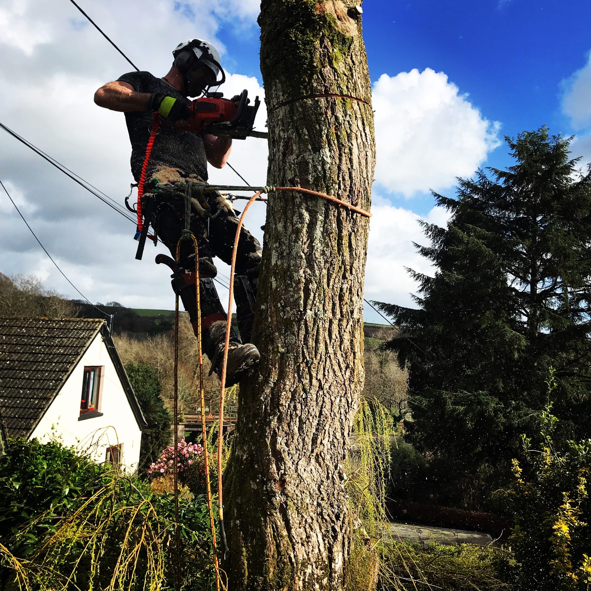 Tree Surgery - Treeworks Cornwall