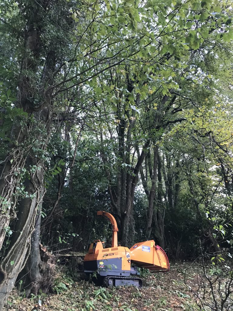 Tree Surgery - Treeworks Cornwall