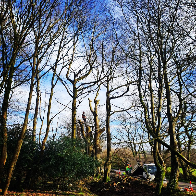 Newquay Tree Surgeon - Treeworks Cornwall
