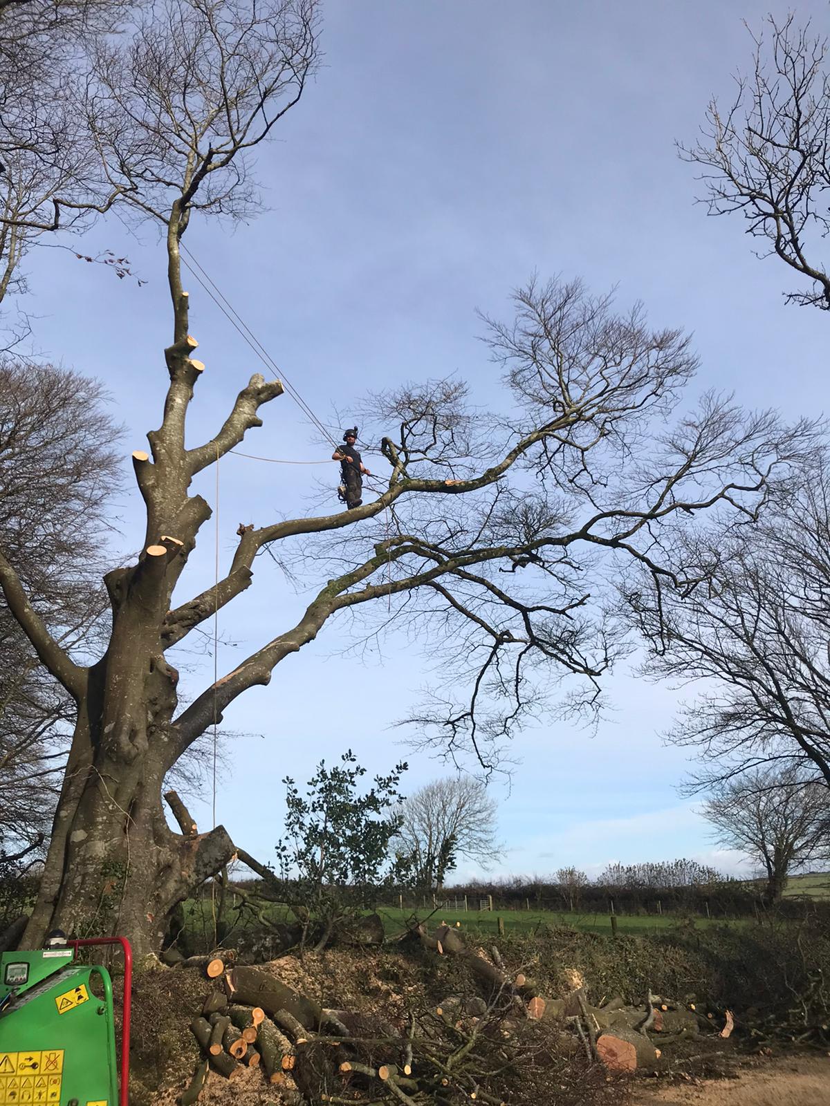 Newquay Tree Surgeon - Treeworks Cornwall