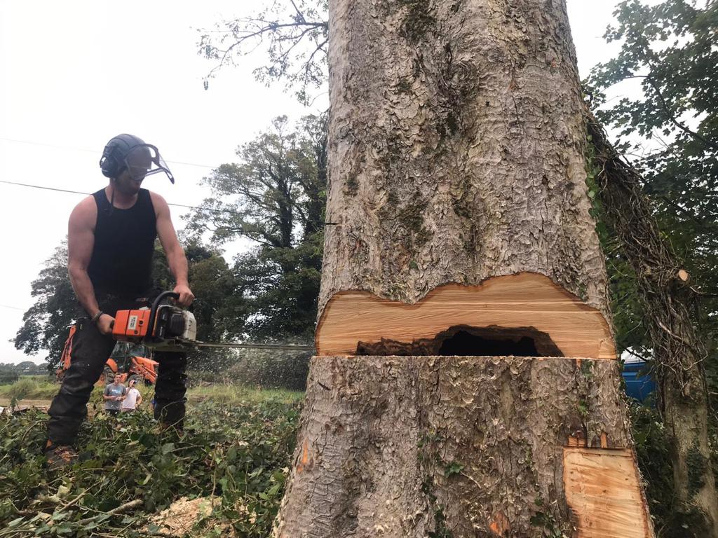 Newquay Tree Surgeon - Treeworks Cornwall