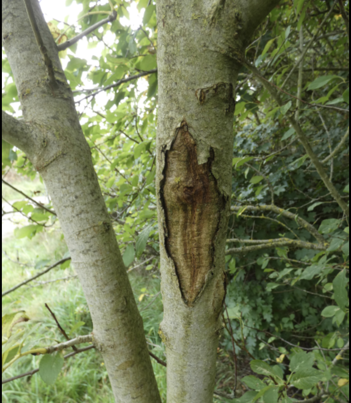 Ash Dieback - Treeworks Cornwall