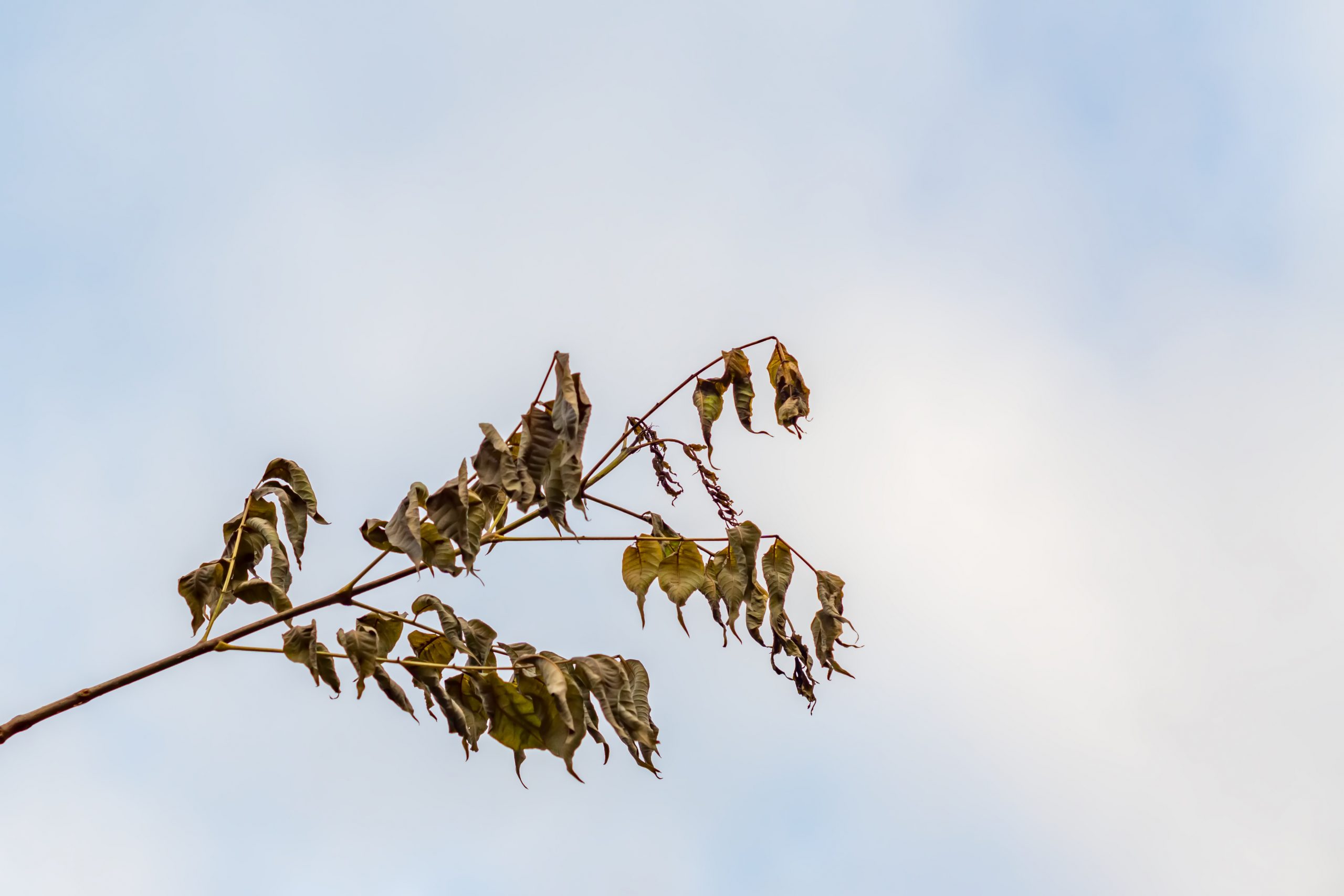 About Us - Treeworks Cornwall